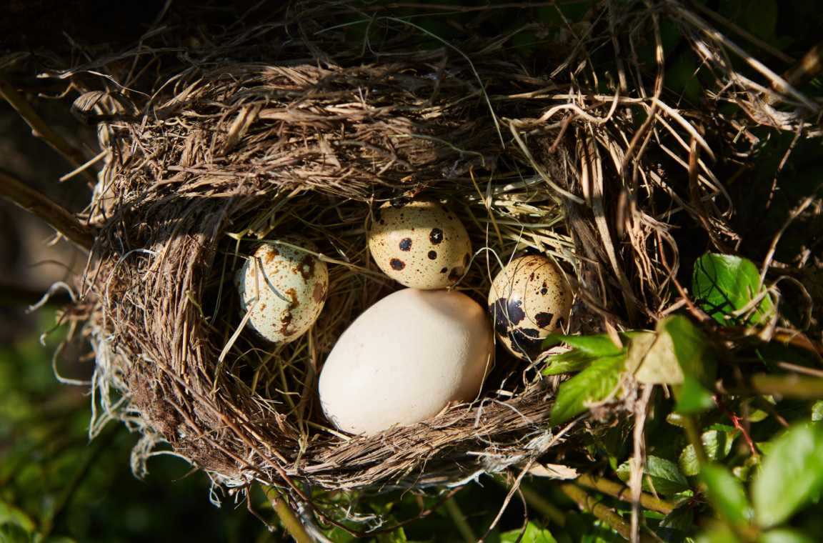 Too much trust in the cuckoo’s nest | CXO Revolutionaries