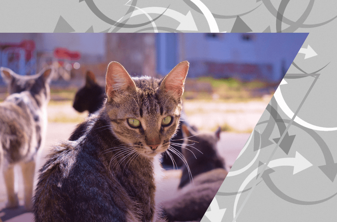 Herding cats: How to lead a digital transformation in a federated