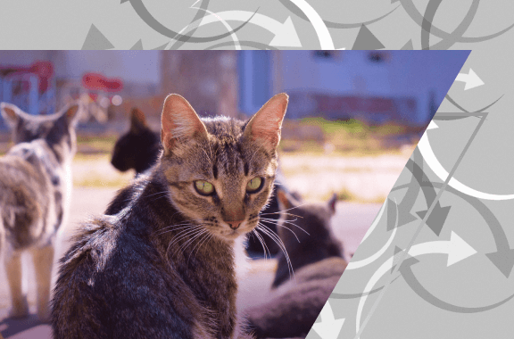 Herding cats: How to lead a digital transformation in a